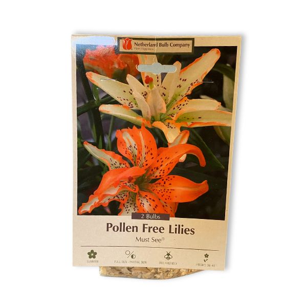 Lilium as. 'Must See' - Lily | Willard Bay Gardens