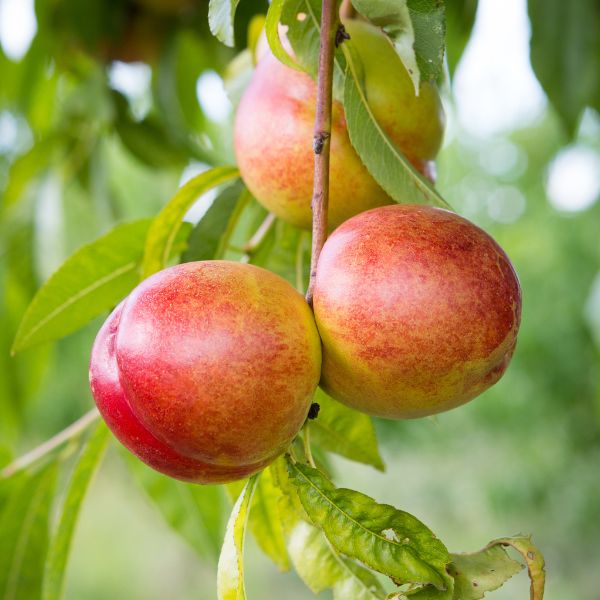 Prunus p.n. 'Flavortop' - Nectarine | Willard Bay Gardens