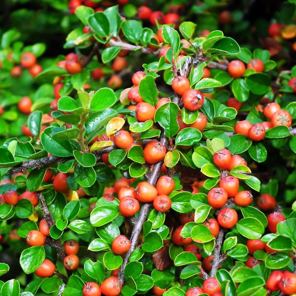 Cotoneaster acutifolius - Peking Cotoneaster | Willard Bay Gardens
