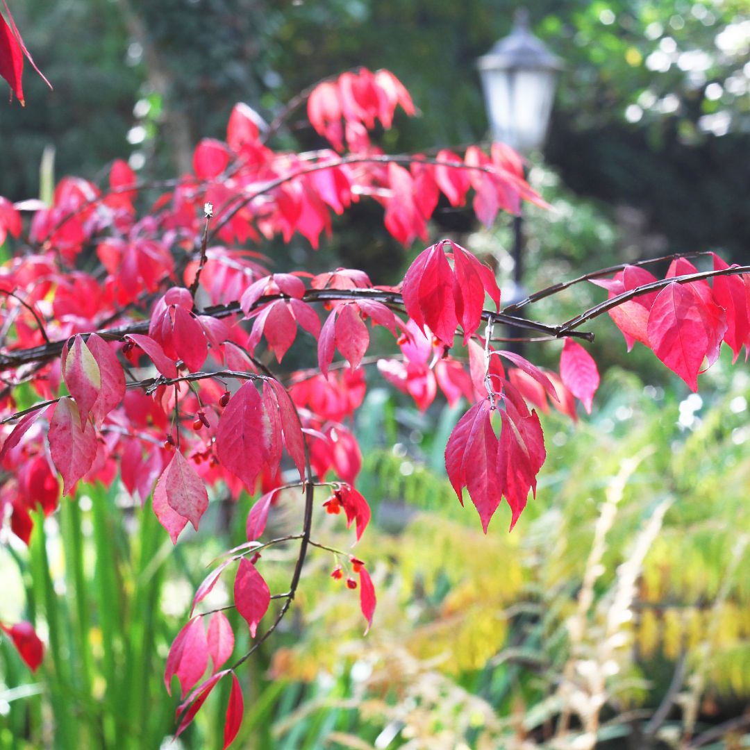 Euonymus al. 'Compacta' - Burning Bush | Willard Bay Gardens