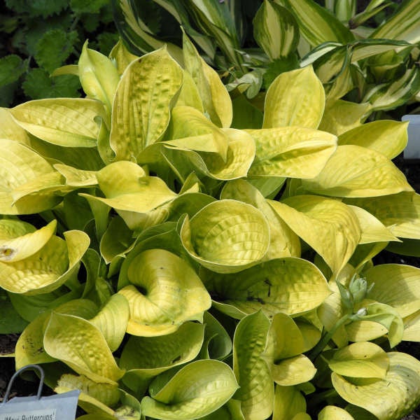 Hosta 'Maui Buttercups' - Plantain Lily | Willard Bay Gardens