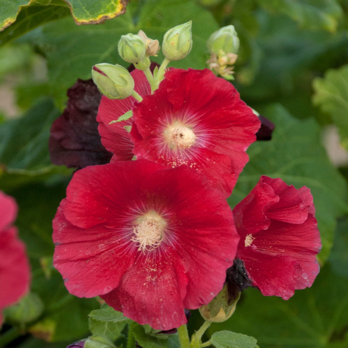 Alcea ros. 'Spotlight Mars Magic' - Hollyhock | Willard Bay Gardens