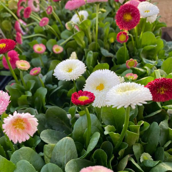 Bellis per. 'Tasso Mix' - English Daisy | Willard Bay Gardens