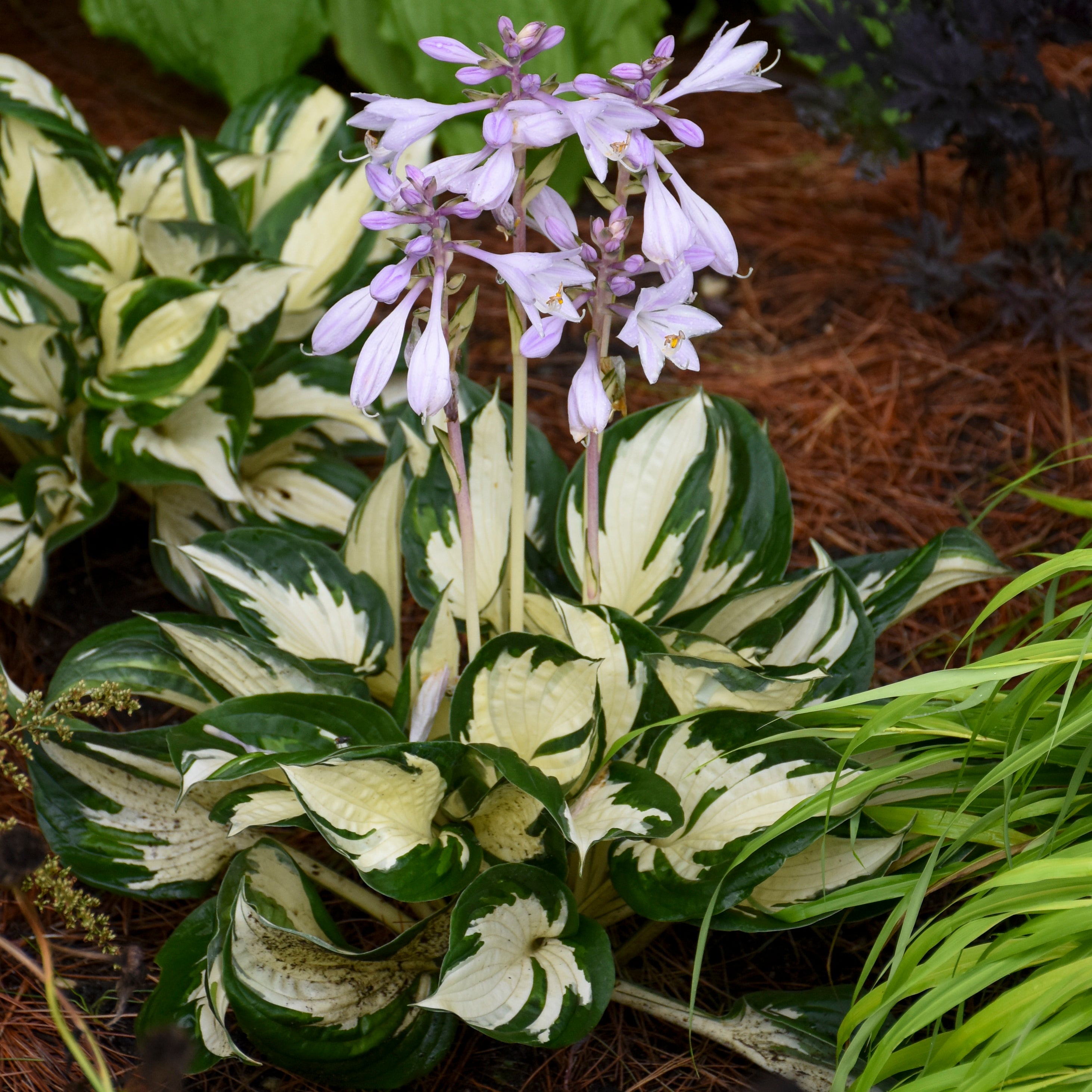 Hosta 'Fire and Ice' - Plantain Lily | Willard Bay Gardens