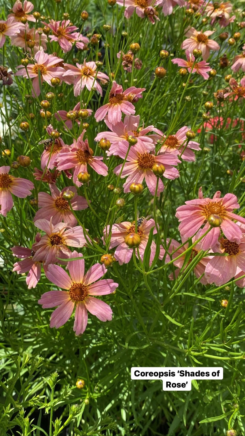 Coreopsis PermaThread 'Shades of Rose' - Tickseed | Willard Bay Gardens