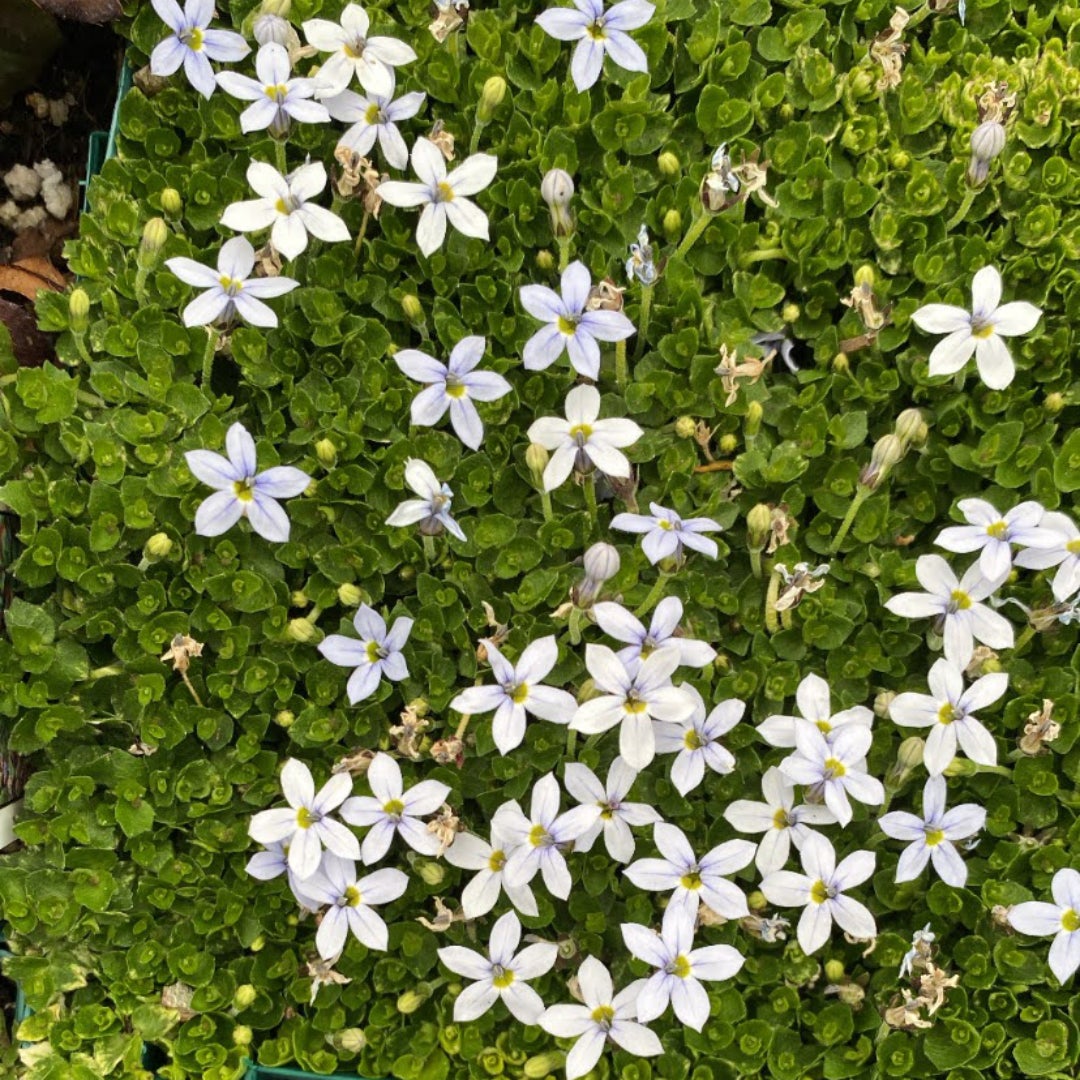 Isotoma fluviatilis - Blue Star Creeper | Willard Bay Gardens