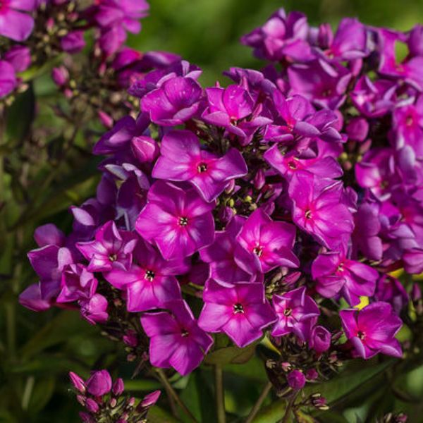 Phlox pan. Grape Lollipop | Willard Bay Gardens