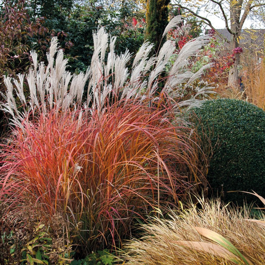 Miscanthus sin. 'Fire Dragon' - Maiden Grass | Willard Bay Gardens