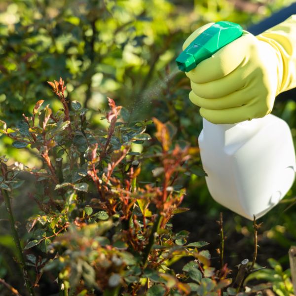 Them Dirty Pests: Pest Management Class | Willard Bay Gardens