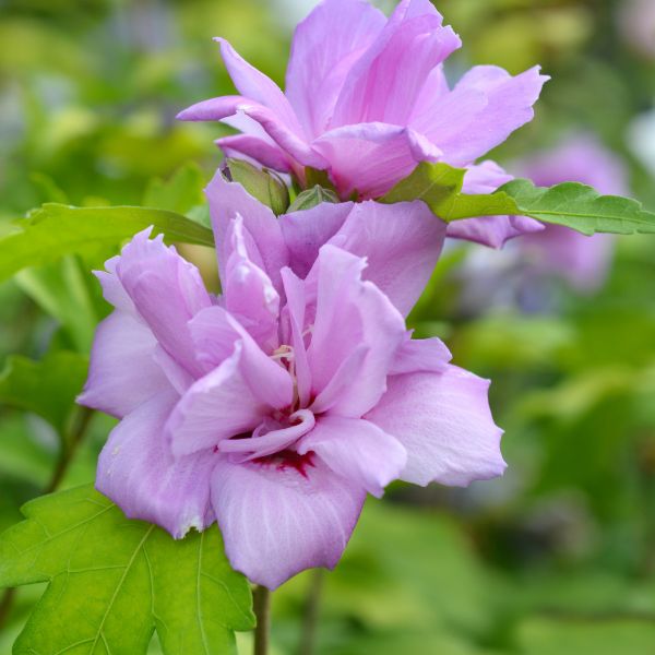 Hibiscus syr. 'Ardens' - Rose of Sharon | Willard Bay Gardens