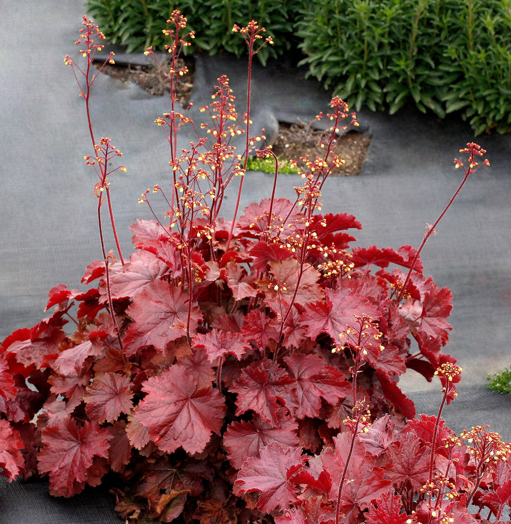 Heuchera Northern Exposure™ Red - Coral Bells | Willard Bay Gardens