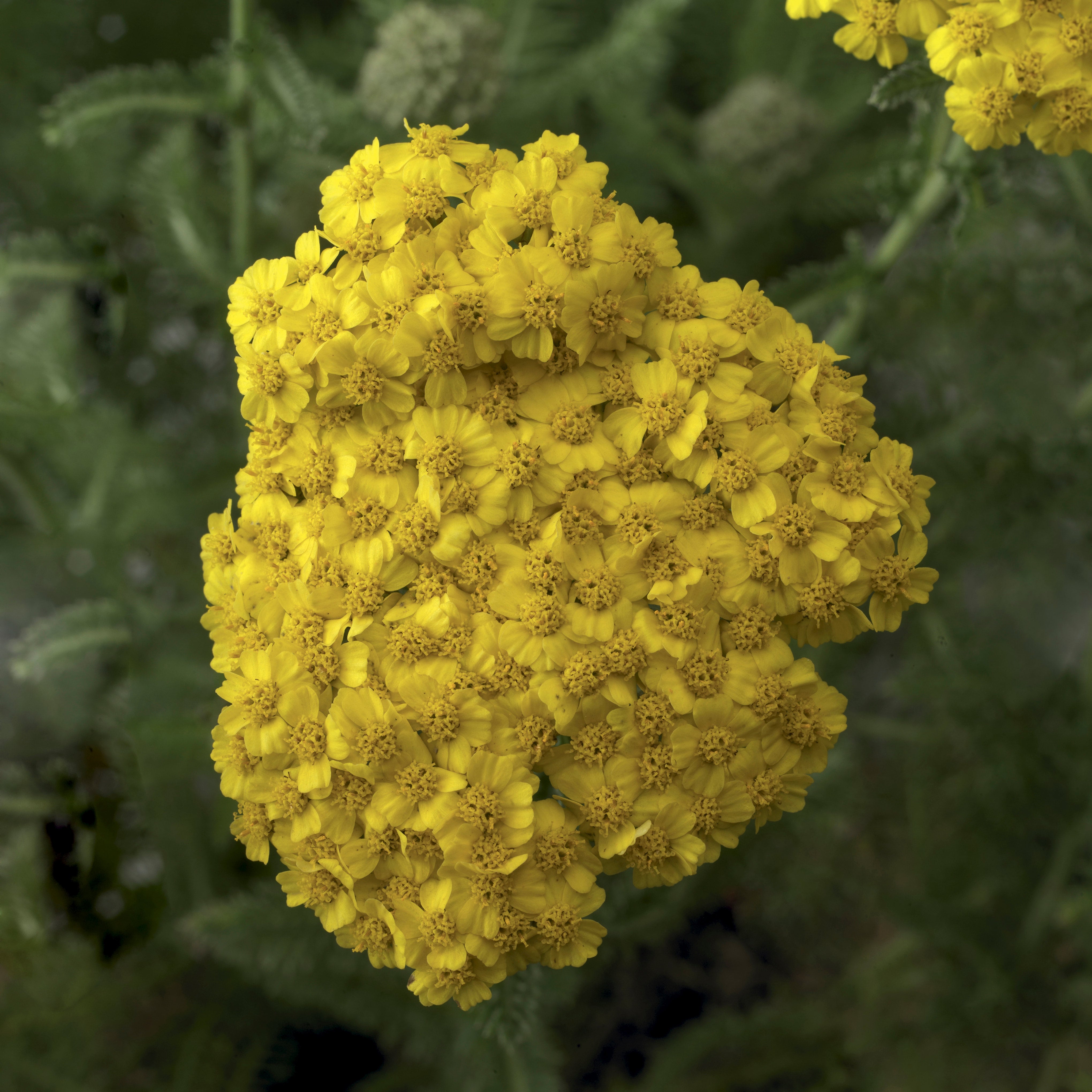 Achillea mil. Desert Eve Yellow - Yarrow | Willard Bay Gardens