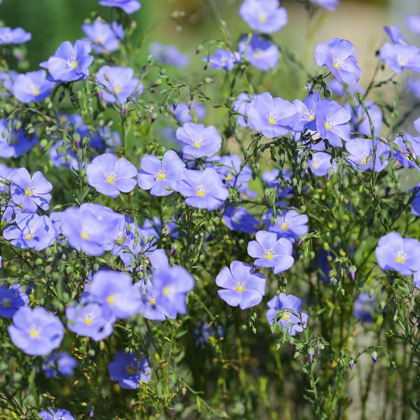Linum per. 'Sapphire' - Blue Flax | Willard Bay Gardens