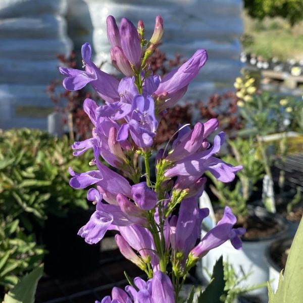 Penstemon venustus - Venus Beardtongue | Willard Bay Gardens