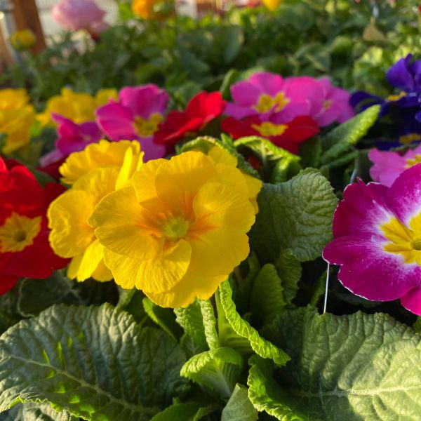 Primula ac. 'Danova Mix' - Primrose | Willard Bay Gardens