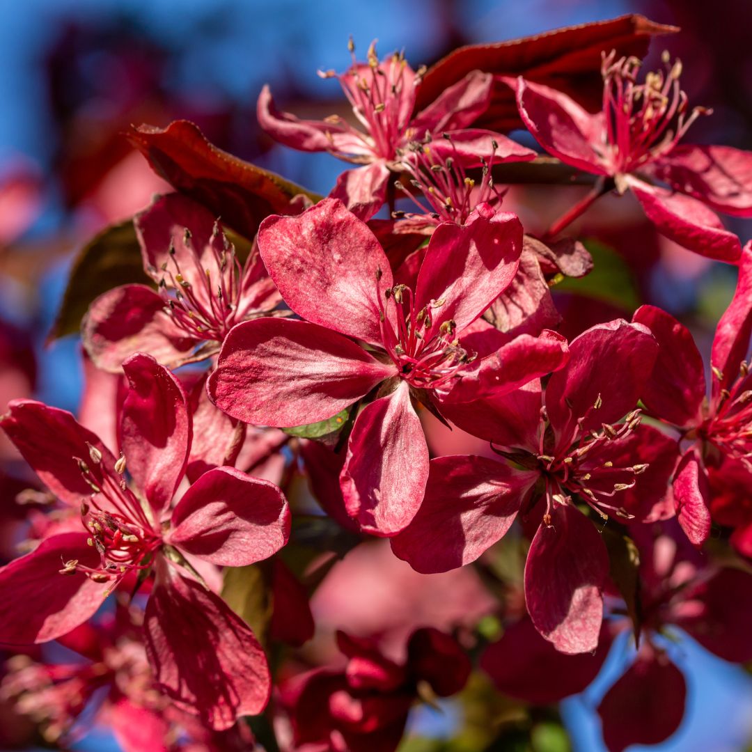Malus 'Royalty' - Crabapple | Willard Bay Gardens