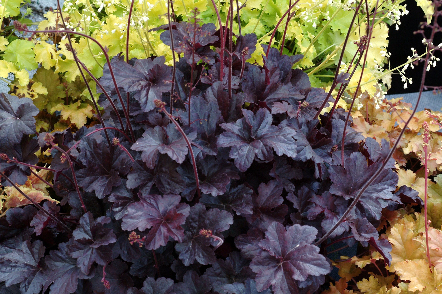 Heuchera 'Obsidian' - Coral Bells | Willard Bay Gardens