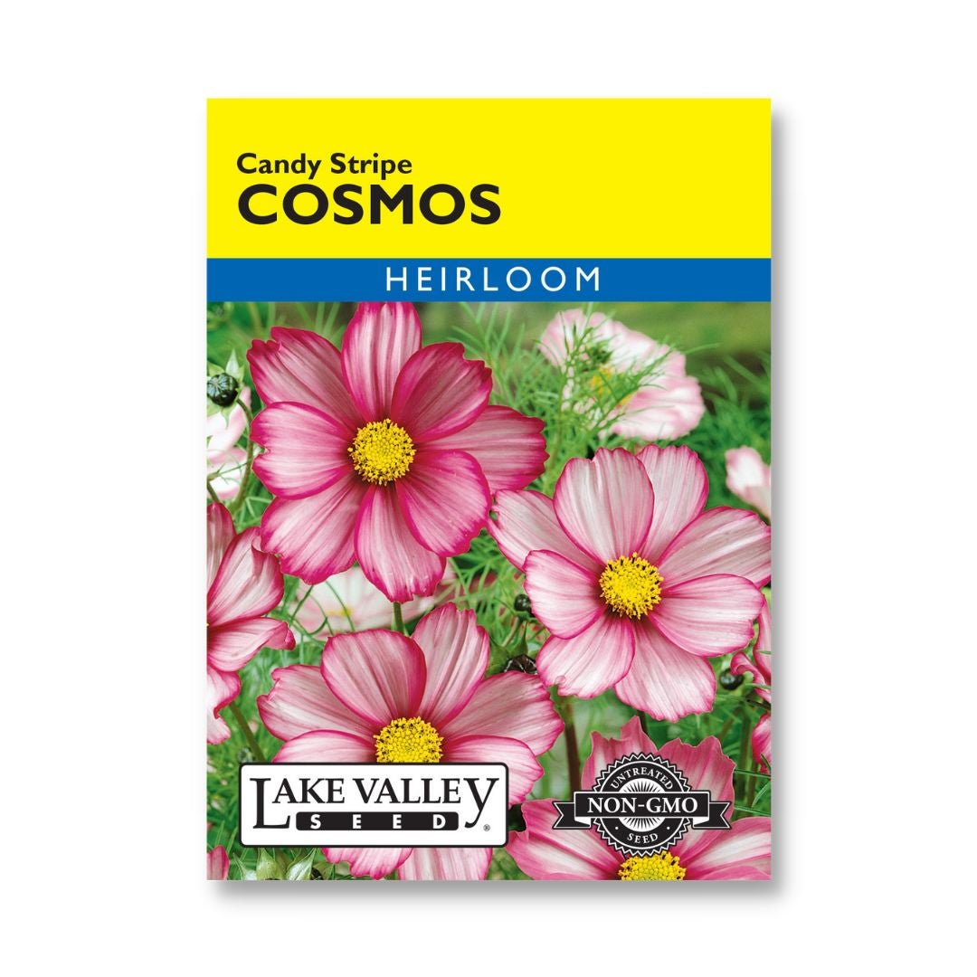 Cosmos 'Candy Stripe' Heirloom Seeds | Willard Bay Gardens