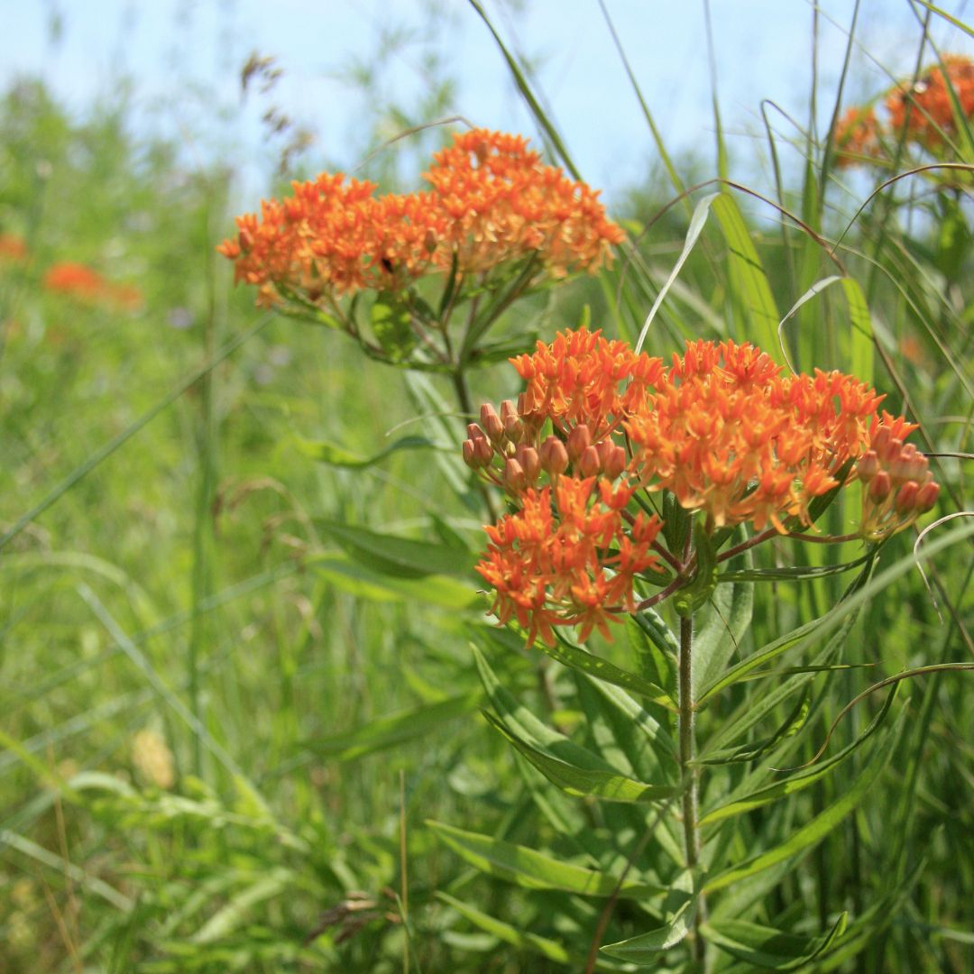Asclepias Tuberosa Hello Yellow