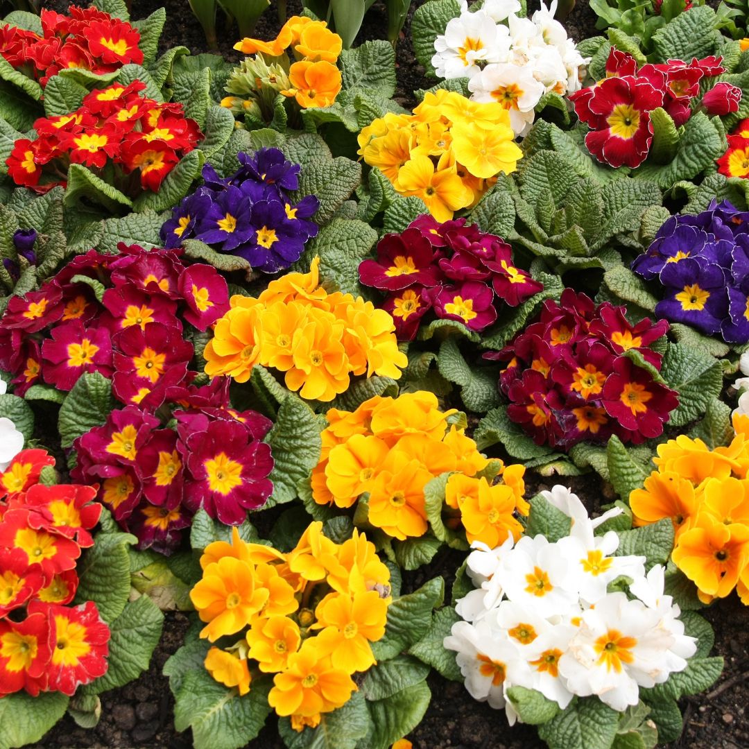 Primula ac. 'Danova Mix' Primrose | Willard Bay Gardens