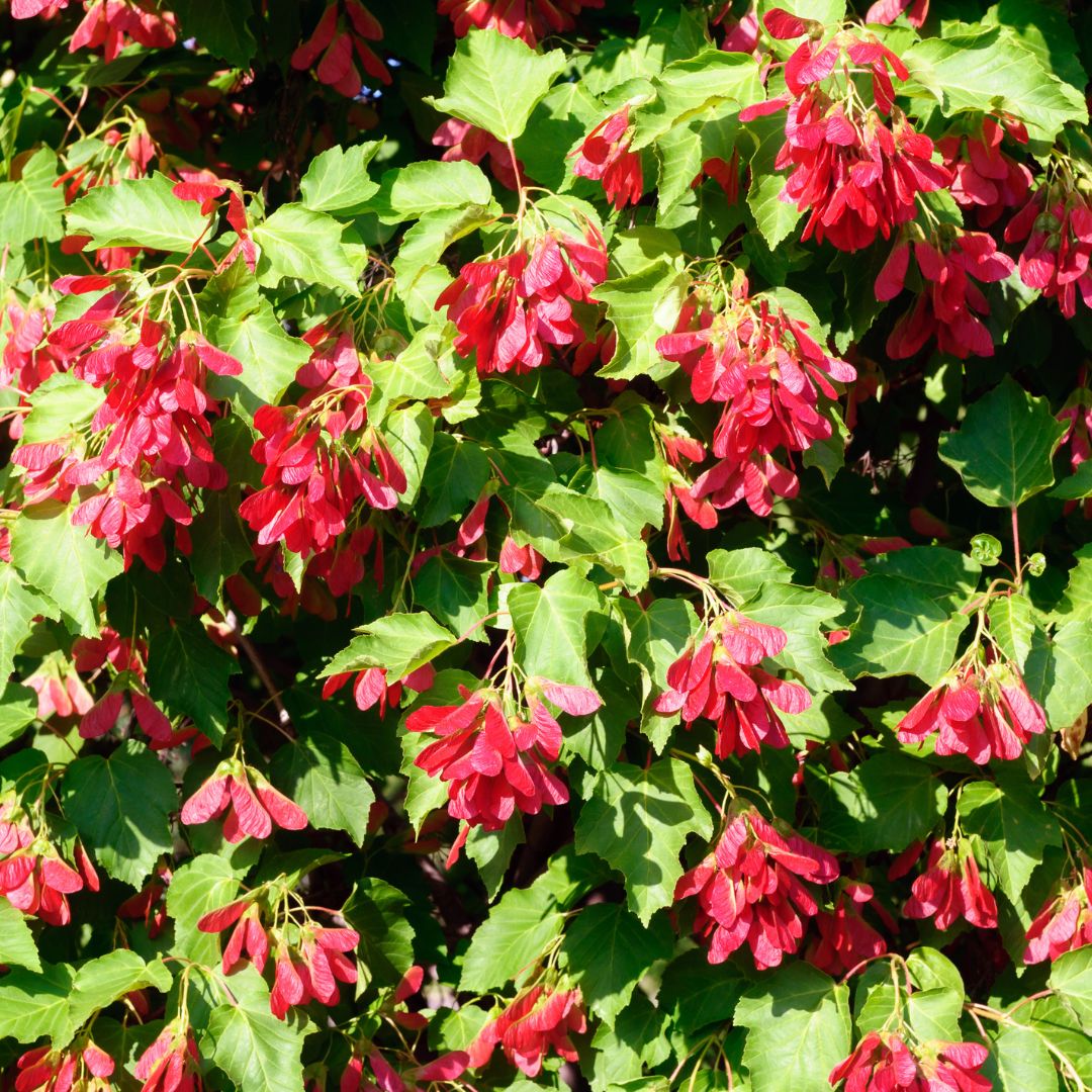 Acer Tataricum Hot Wings