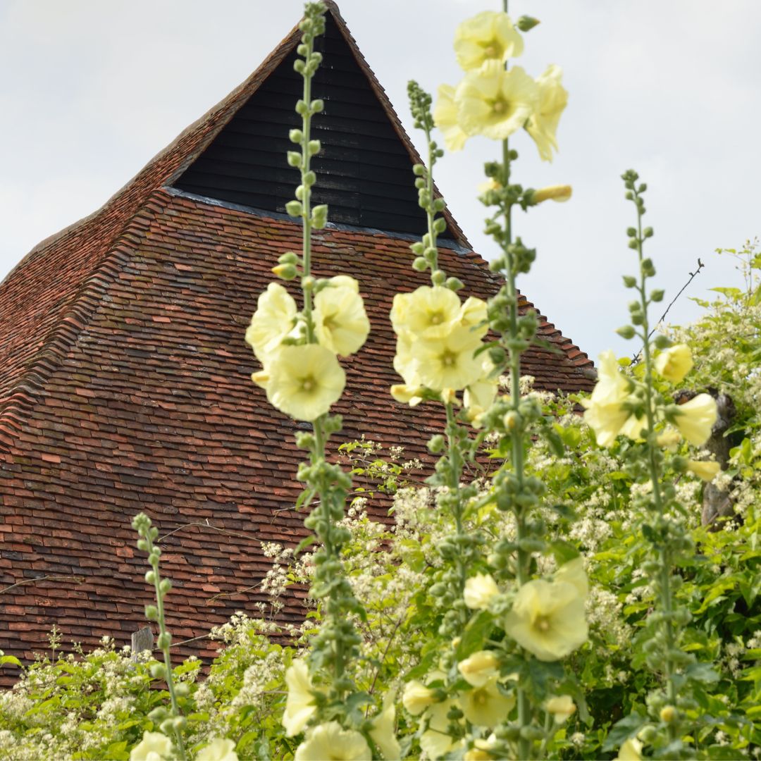 Alcea ros. 'Spotlight Sunshine' - Hollyhock | Willard Bay Gardens