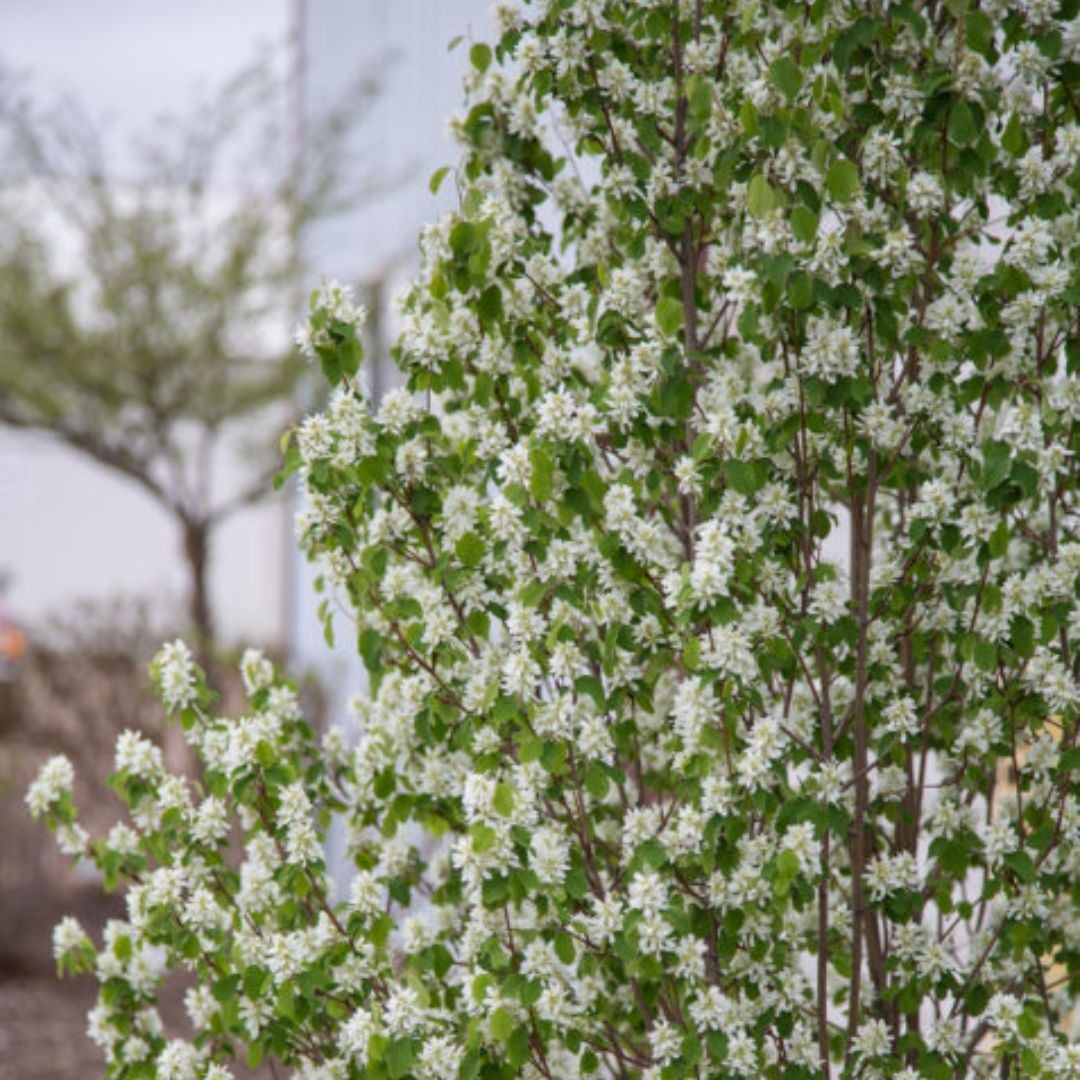 Amelanchier aln. Standing Ovation - Serviceberry | Willard Bay Gardens