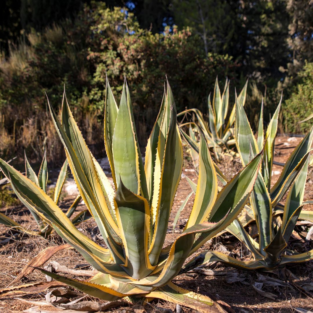 Agave am. 'Variegata' - Century Plant | Willard Bay Gardens