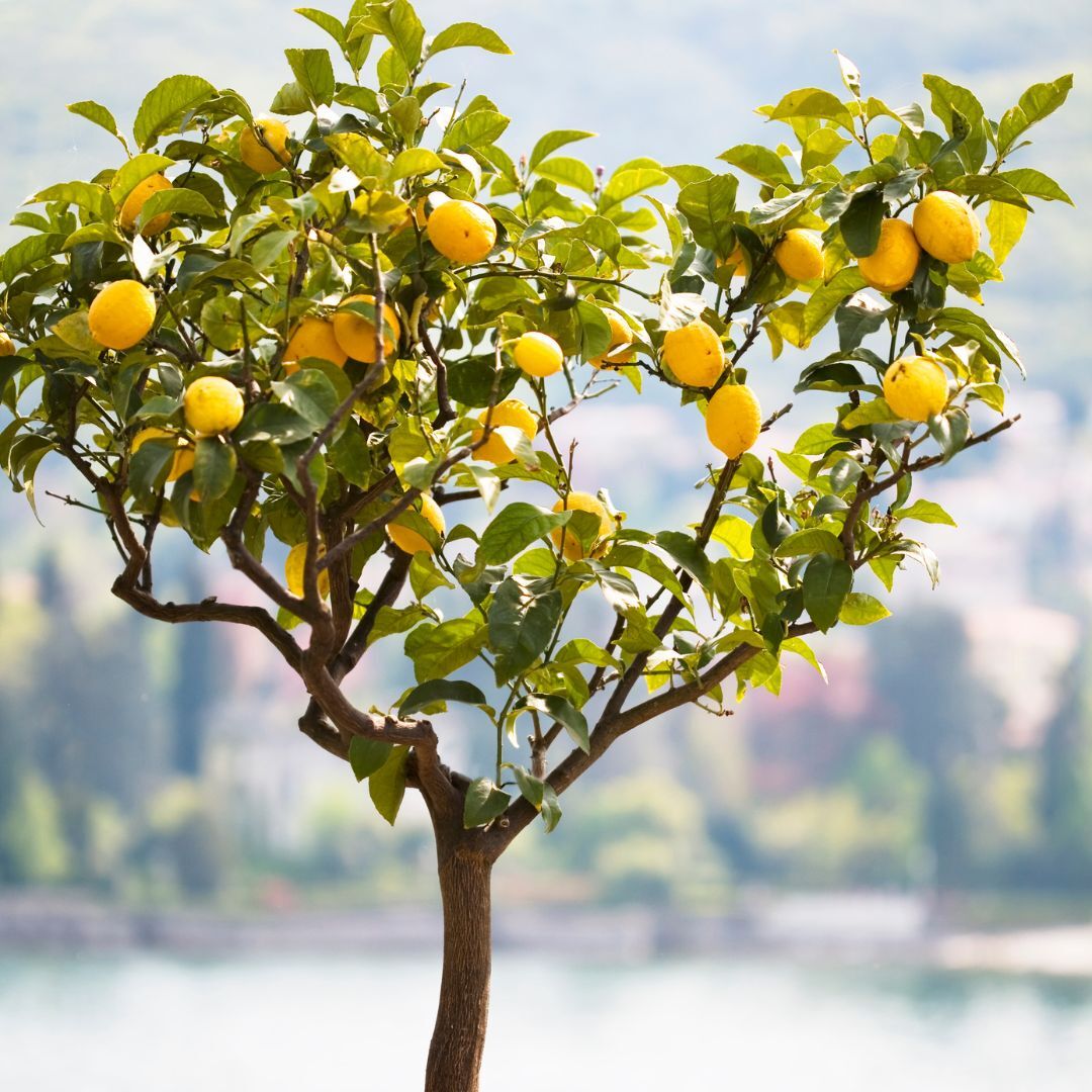 Citrus x limon - Lemon Tree | Willard Bay Gardens