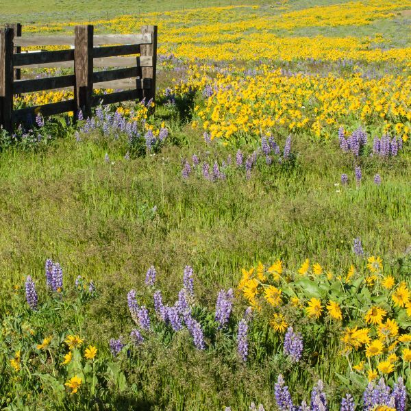 Waterwise vs. Native: Choosing the Right Plants for Your Garden ...