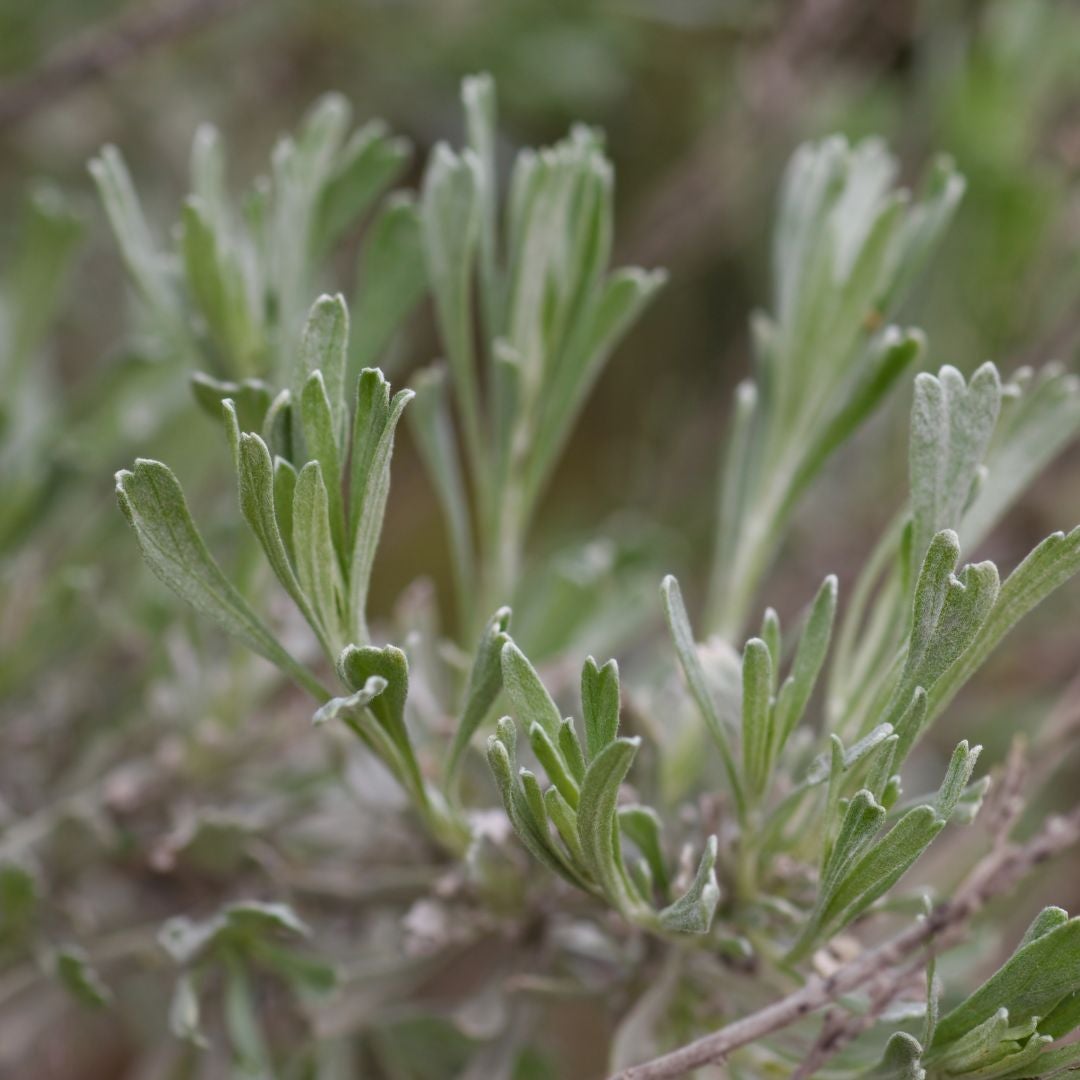 Sagebrush Leaves